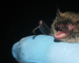 DHA eNews - USFWS Advances Proposed Endangered Species Listing For Bat | DHA